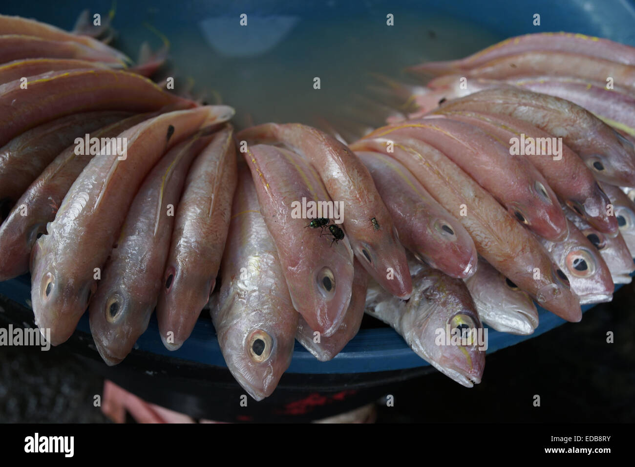 The fish are sold in traditional markets Badung, Bali. Badung is the ...