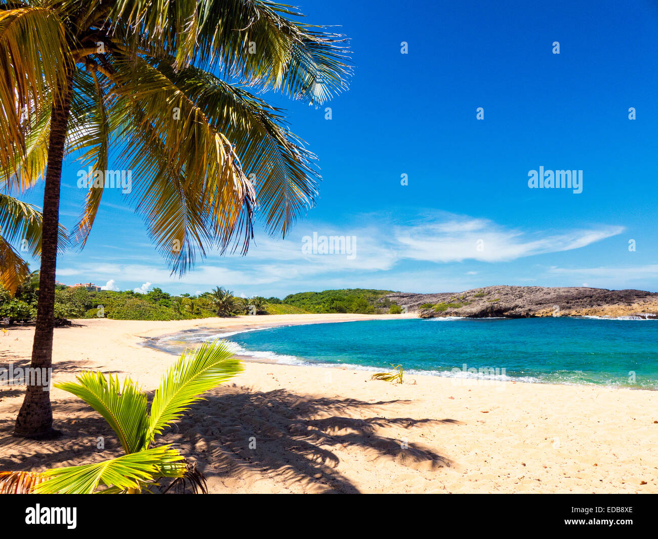 Small Palm Covered Cove, Playa Mar Chjquita, Manati, Puerto Rico Stock ...