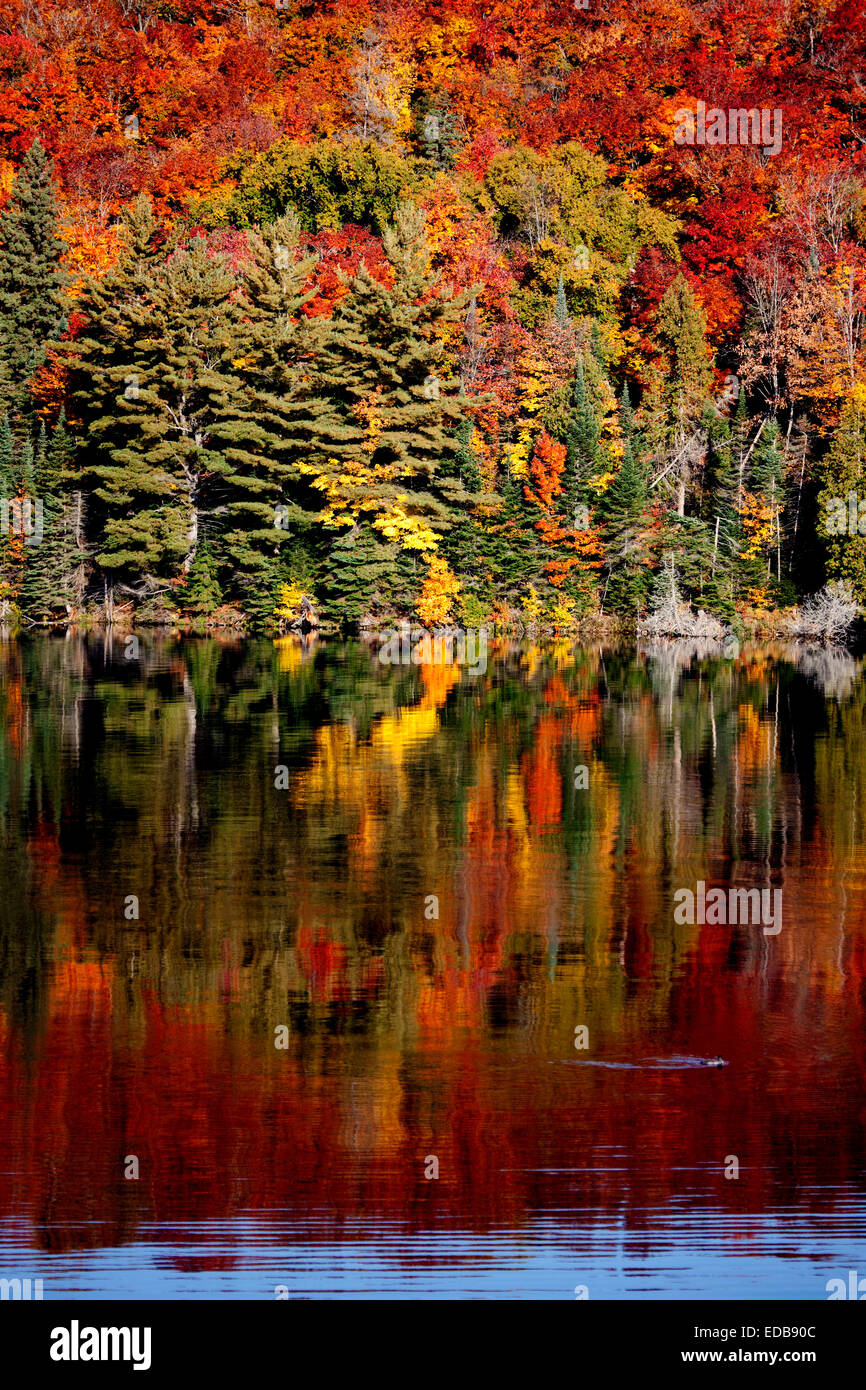 Lake in Autumn Algonquin Muskoka Ontario colors Stock Photo - Alamy