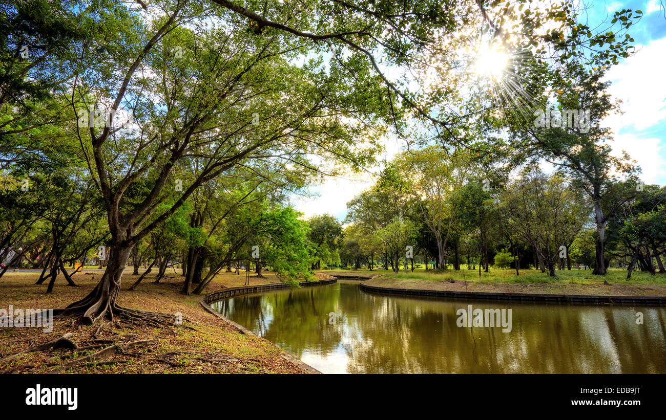 View of green trees in the park Stock Photo - Alamy