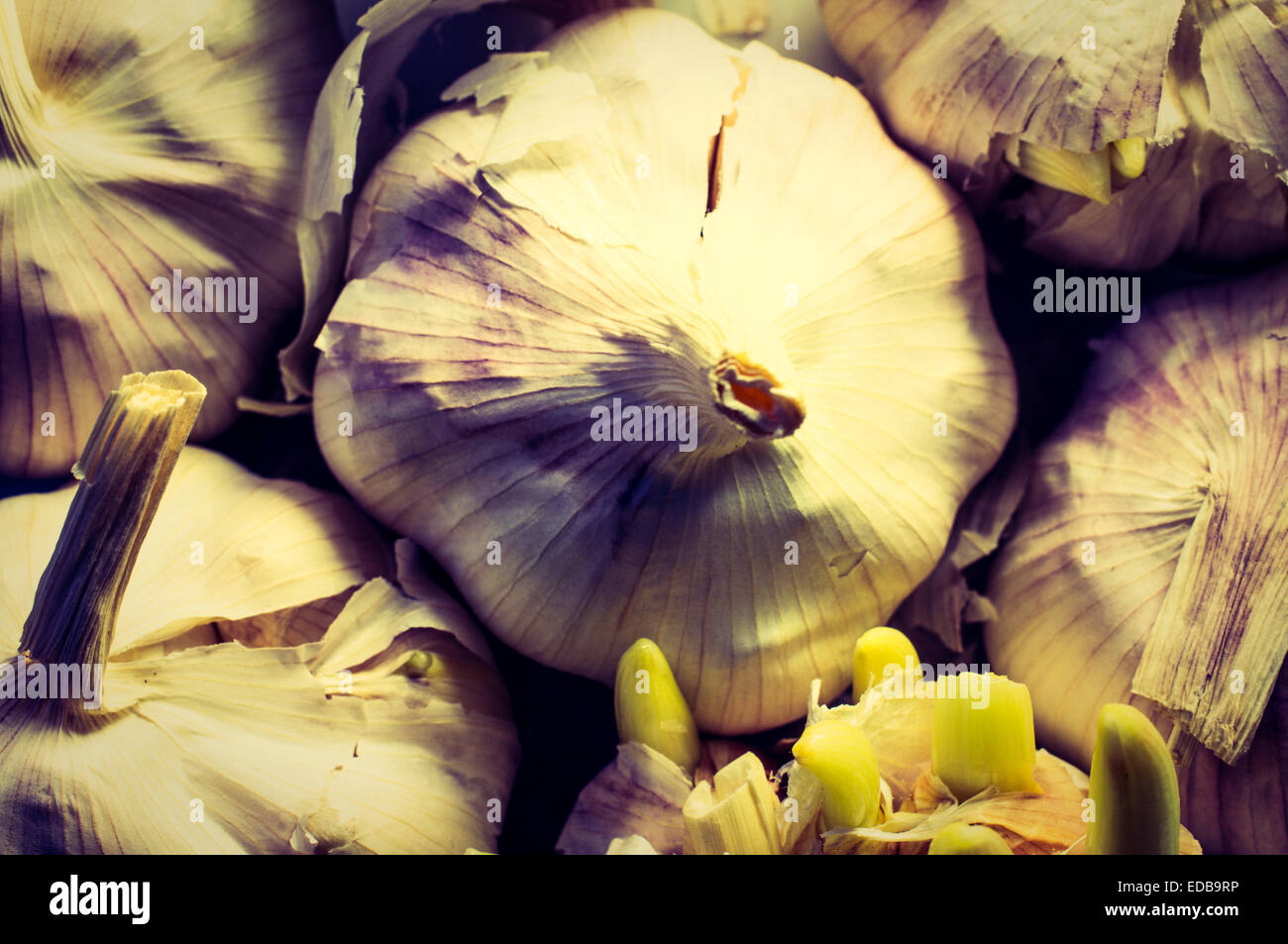 Head of raw garlic begins to grow. Top view Stock Photo - Alamy