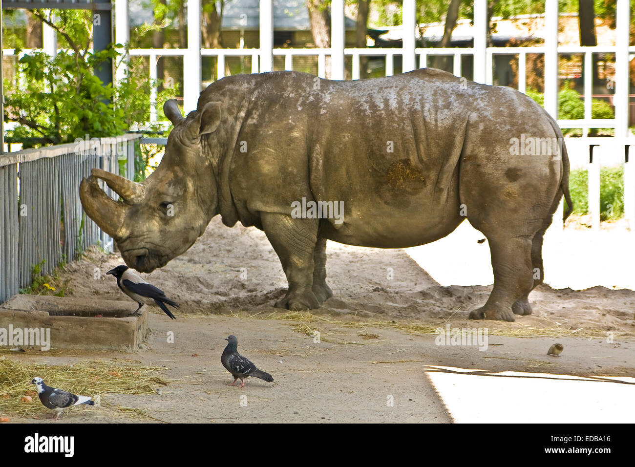 Rhinoceros, standing, horizontal oriented image Stock Photo - Alamy