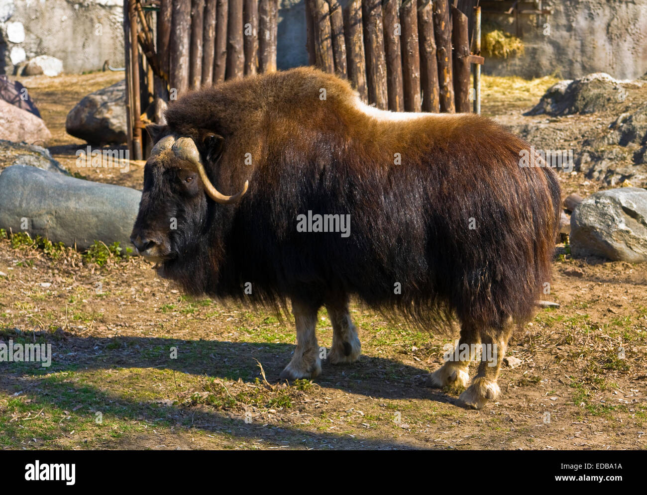 Musk ox, lives in Northen America and Canada Stock Photo - Alamy