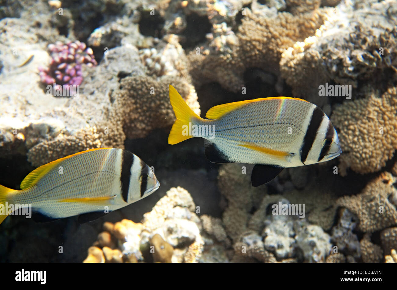 Red seabream hi-res stock photography and images - Alamy