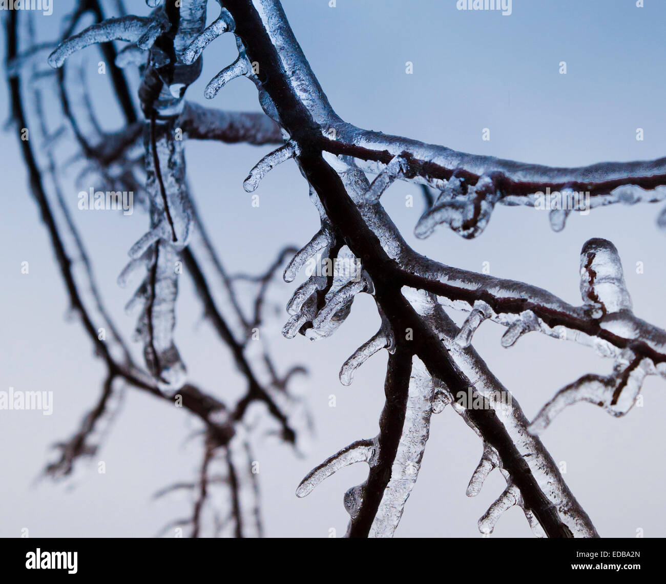 Tree branches frozen by ice storm Toronto Canada Stock Photo - Alamy
