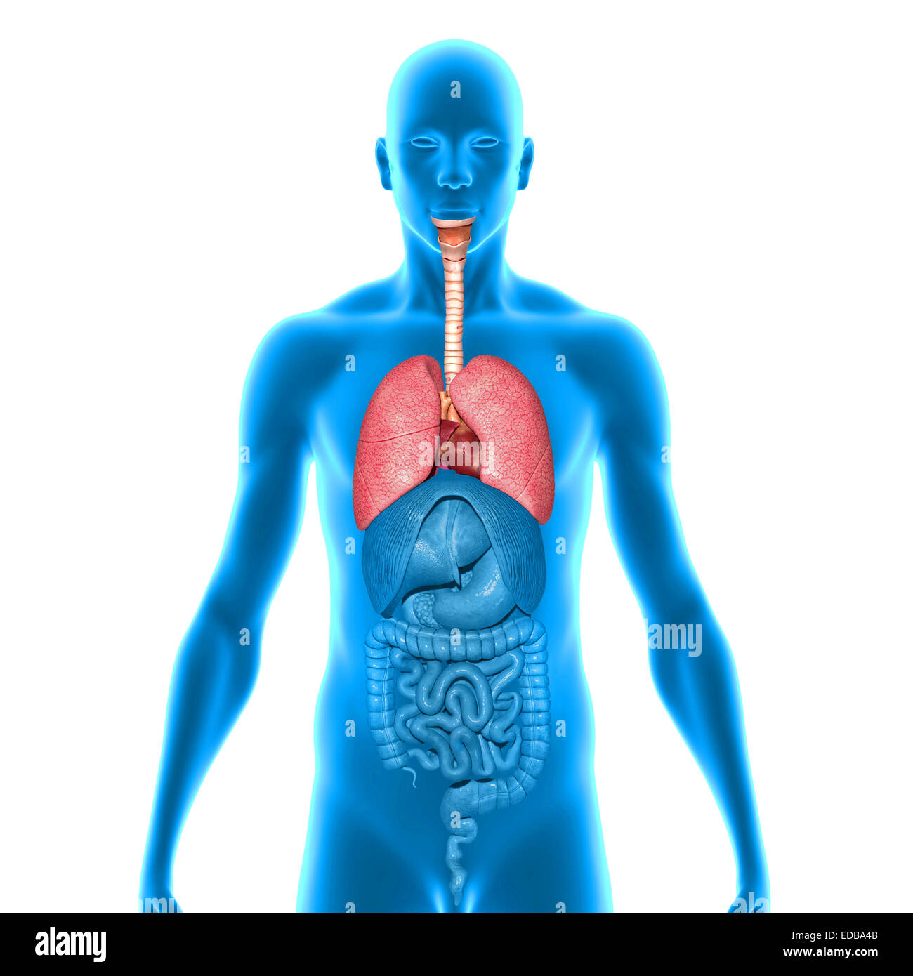Human digestive system front hi-res stock photography and images - Alamy