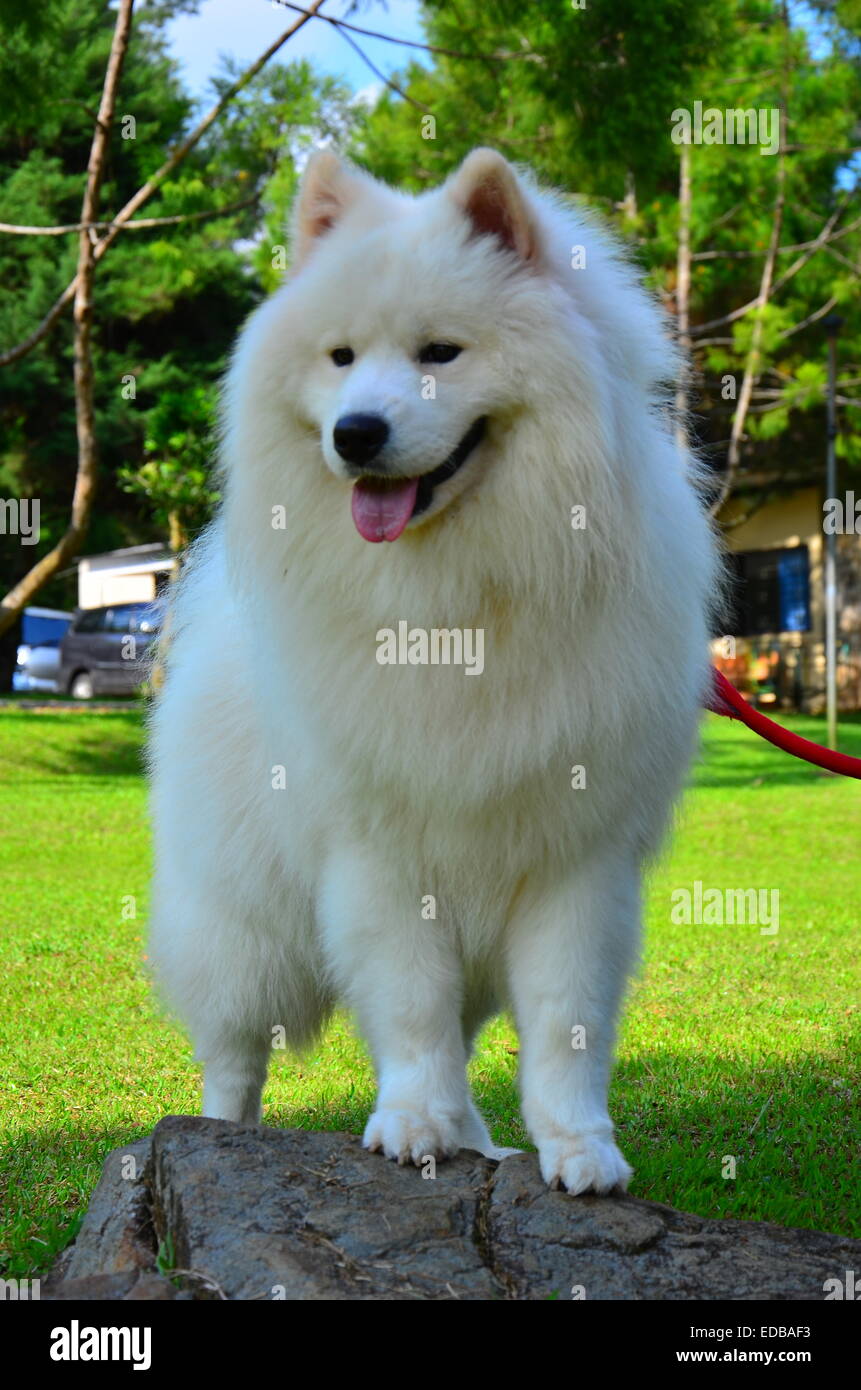 Samoyed man hi-res stock photography and images - Alamy