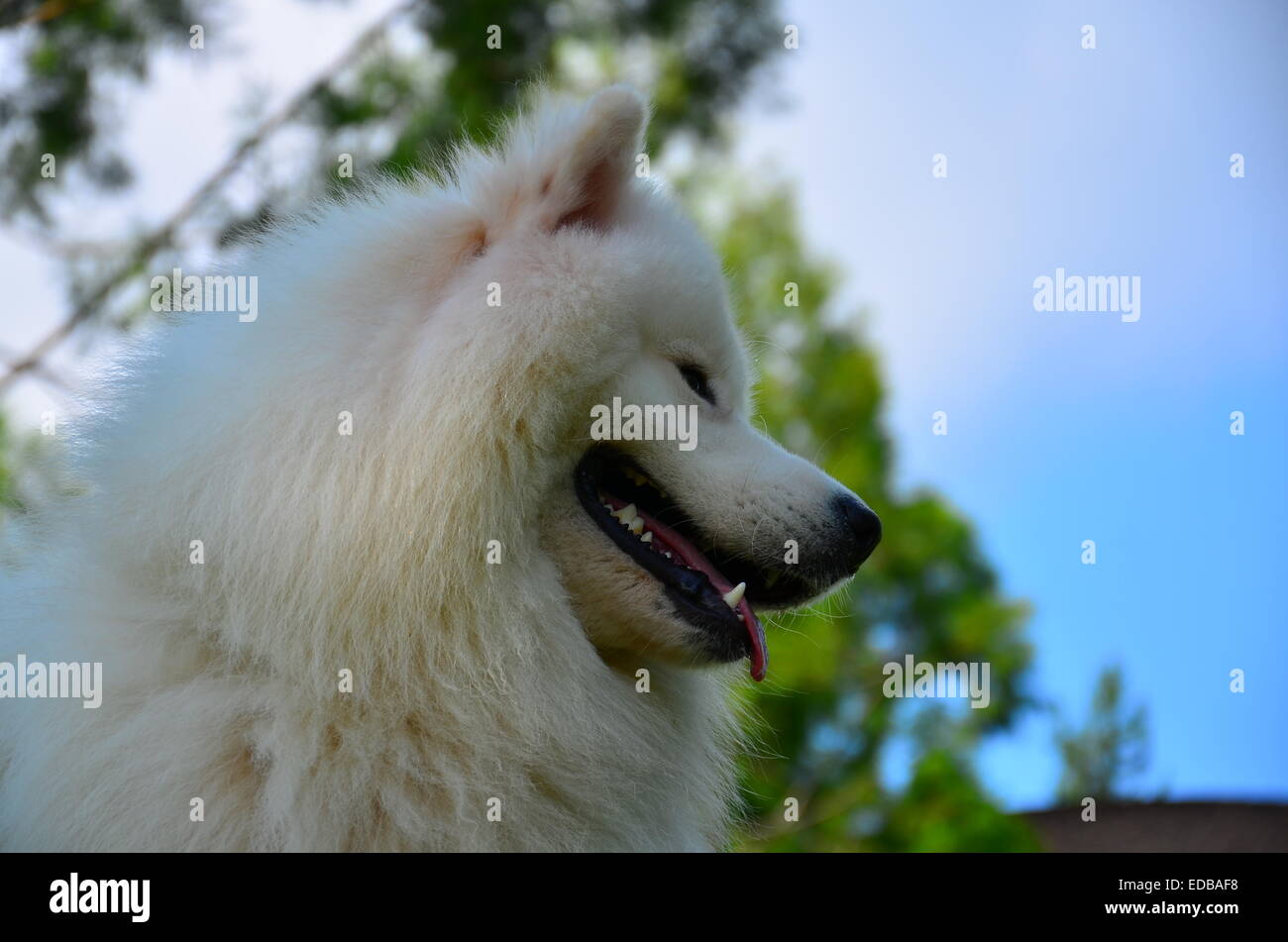 Samoyed close up photo Stock Photo - Alamy