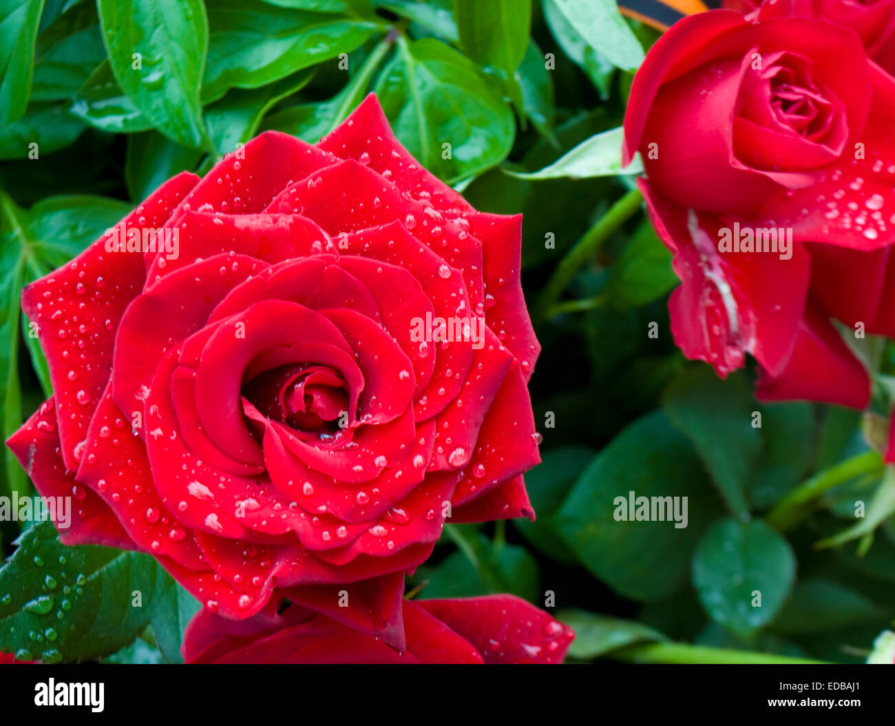Two red roses with drops of water Stock Photo - Alamy