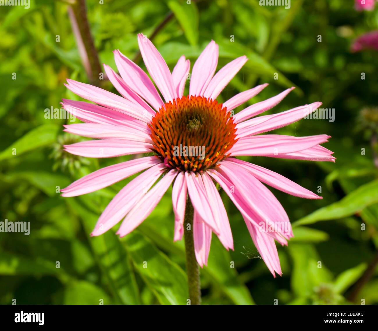 One flower rudbeckia of purple colour closely in garden Stock Photo - Alamy