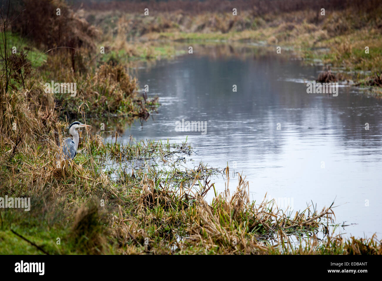 heron at river gade Stock Photo - Alamy