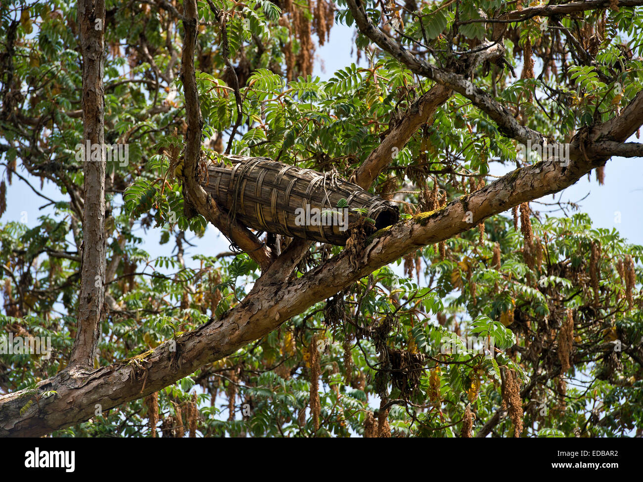 African bee hive hi-res stock photography and images - Alamy