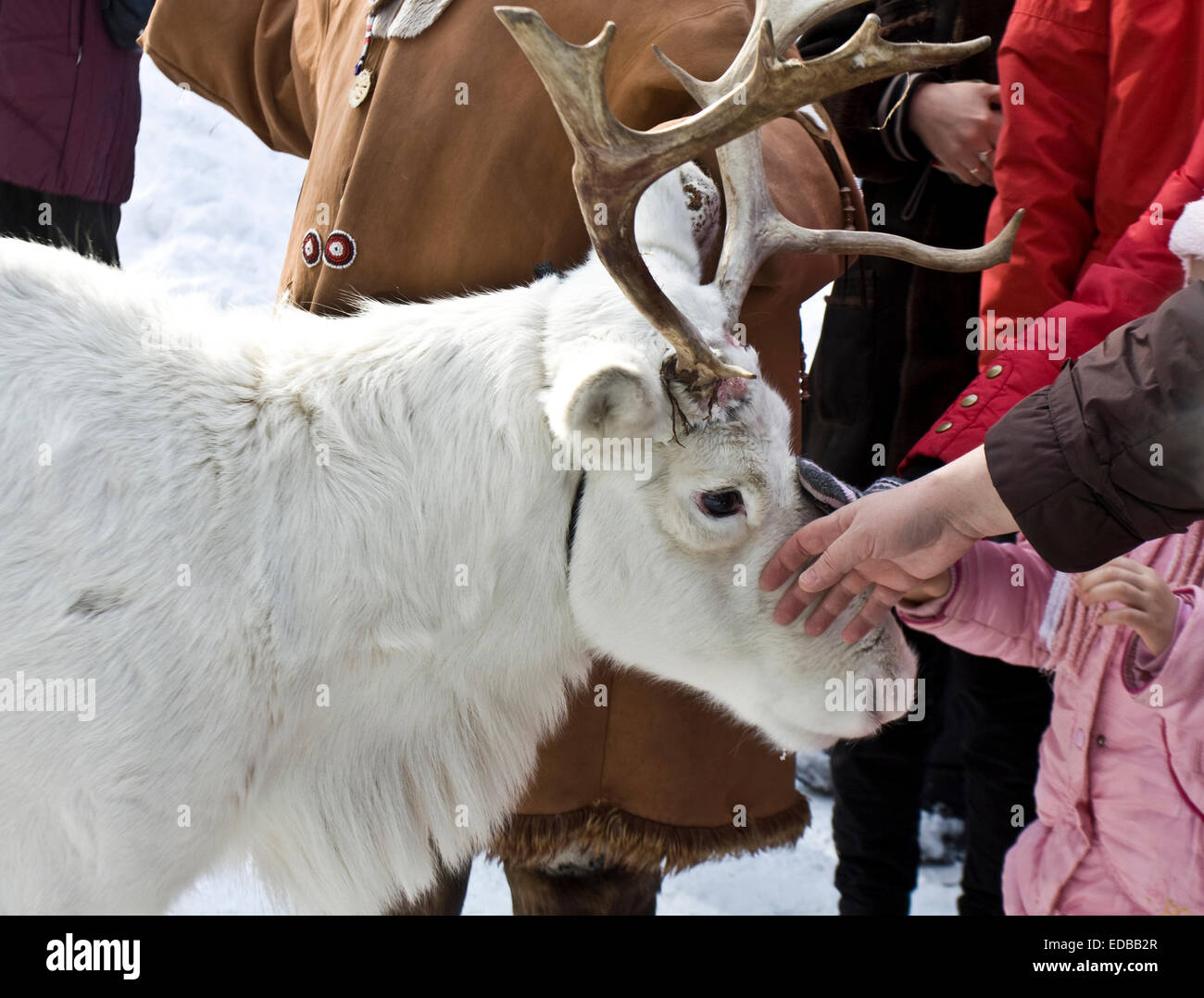 Deers farm hi-res stock photography and images - Alamy