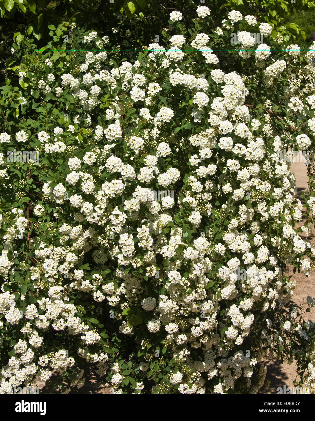 Shrub of white japanese spirea in blossom Stock Photo - Alamy