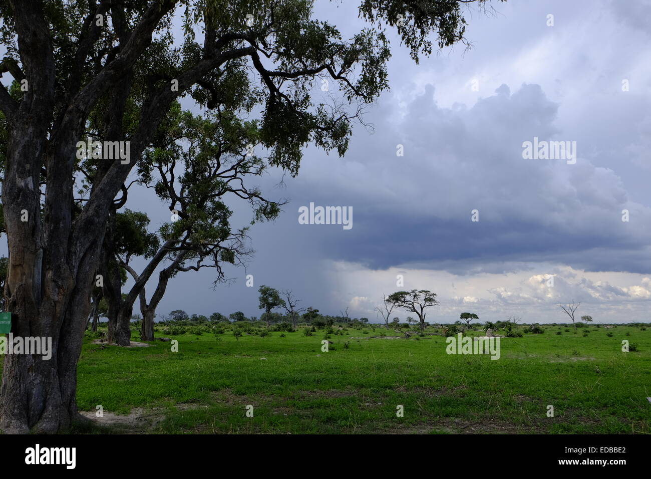 A typical African rain storm in the distance Botswana Stock Photo - Alamy