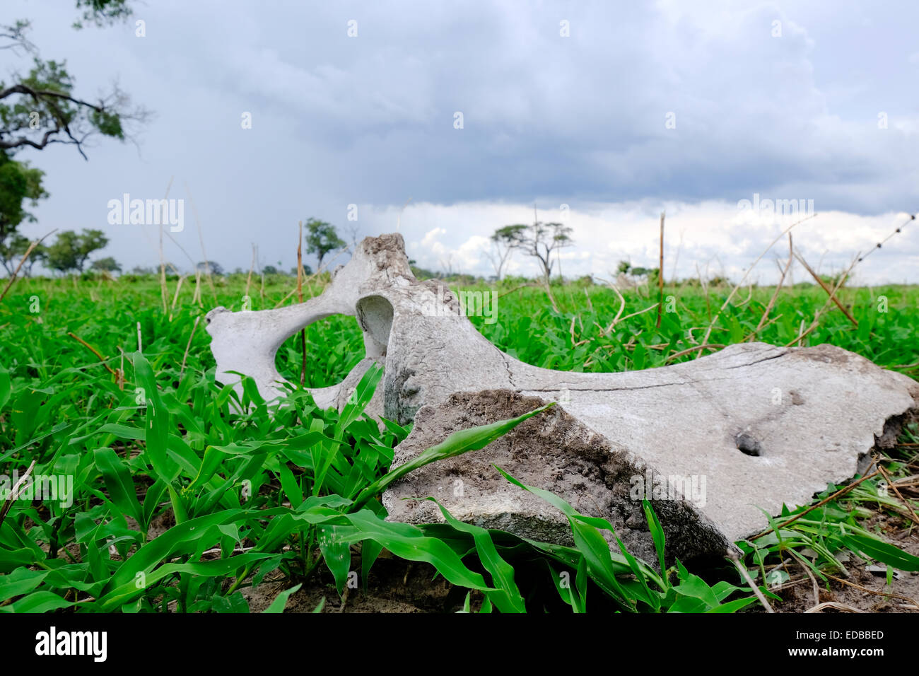 Elephant bones the remainder of a skeleton lie on the plains of ...