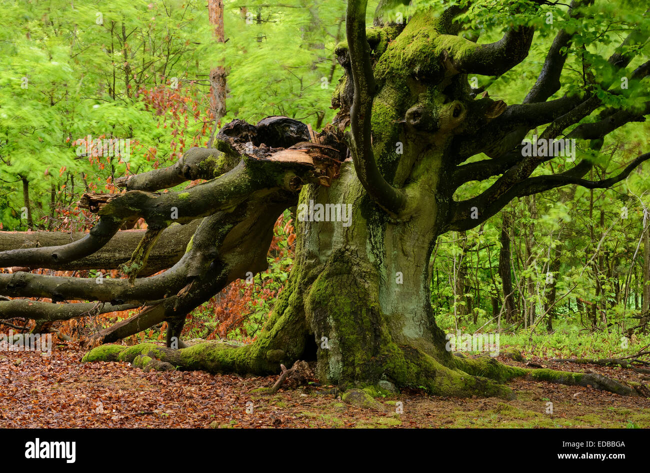 Old Beech Tree (Fagus sylvatica), Hallohwald, Kellerwald-Edersee ...