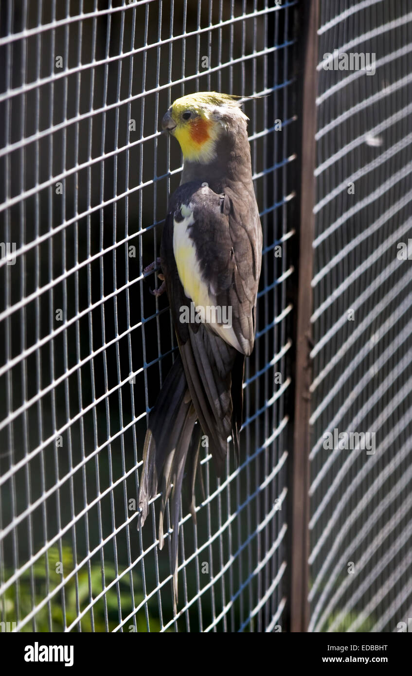Cockatoo (Crested) parrot (latin name Nymphicus Hollandicus), lives in ...