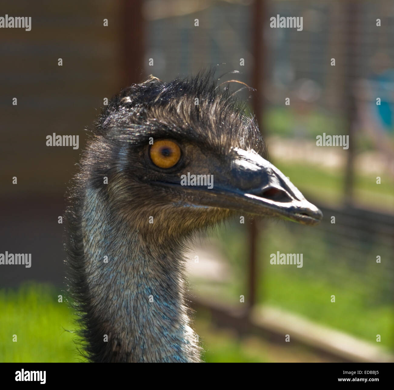 Vestigial Structures Ostrich