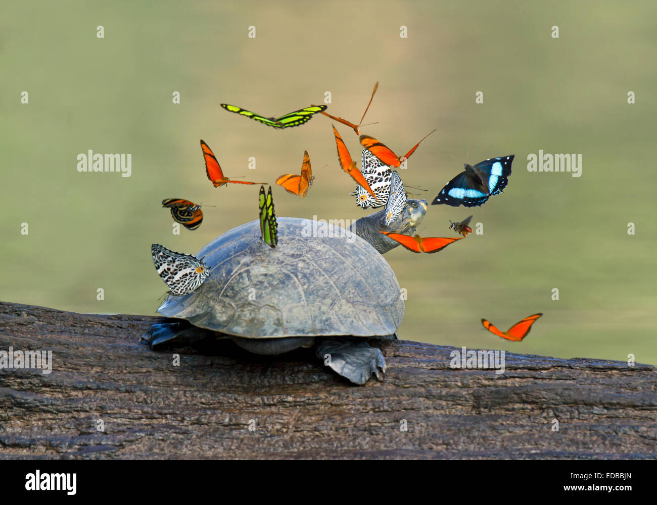 Turtle butterfly hi-res stock photography and images - Alamy