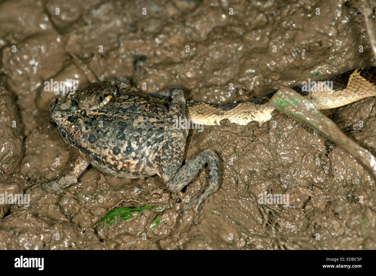 Sapo Rana High Resolution Stock Photography and Images - Alamy
