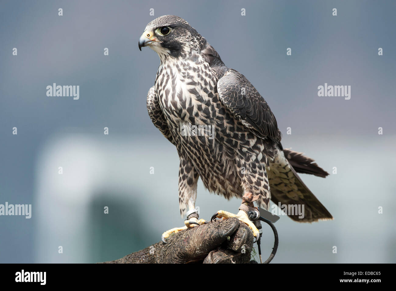 Saker Falcon (Falco cherrug), captive, Carinthia, Austria Stock Photo ...