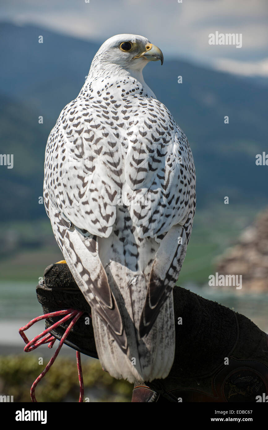 Gyrfalcon (Falco rusticolus), captive, Carinthia, Austria Stock Photo ...