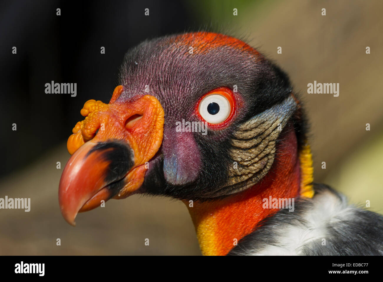 Turkey head hi-res stock photography and images - Alamy