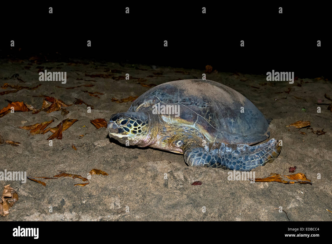 Sea turtle laying eggs hi-res stock photography and images - Alamy
