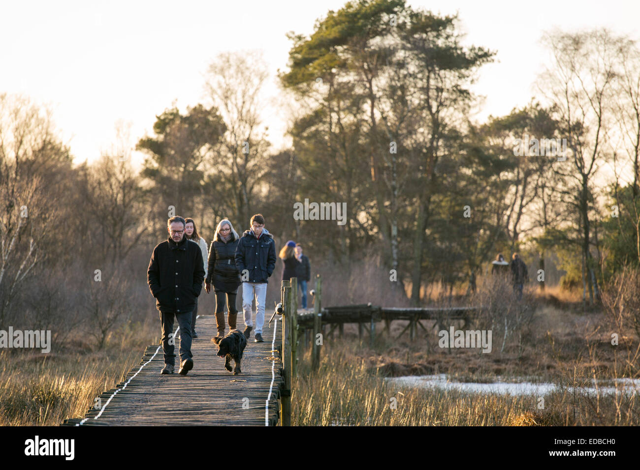 Tourists crossing a bat bridge at National Park "de Groote Peel ...