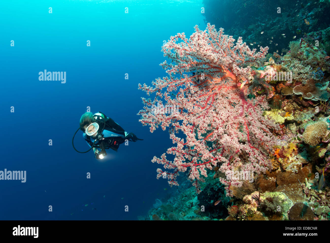 Cliff reef hi-res stock photography and images - Alamy