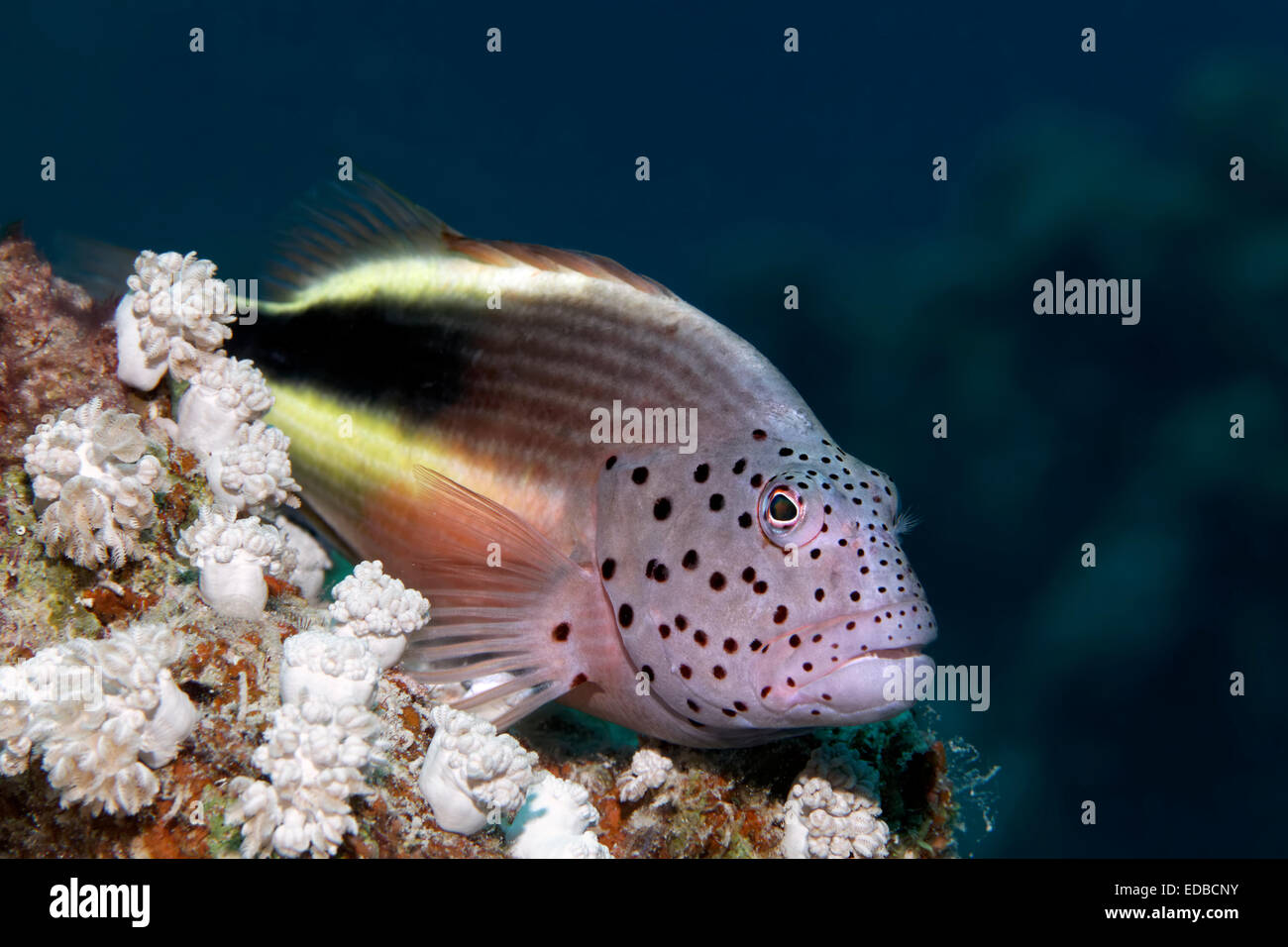 Black-sided hawkfish (Paracirrhites forsteri), between Xenia corals ...
