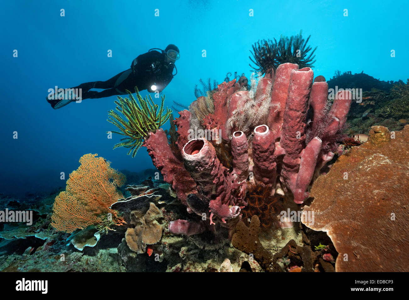Coral reef underwater red sea hi-res stock photography and images - Alamy