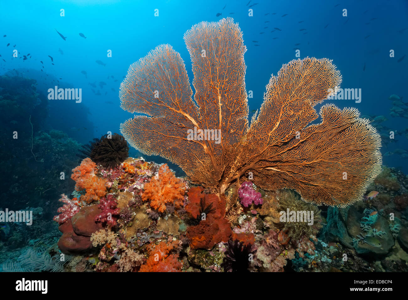 Coral reef roof with large gorgonian (Annella mollis), various soft ...