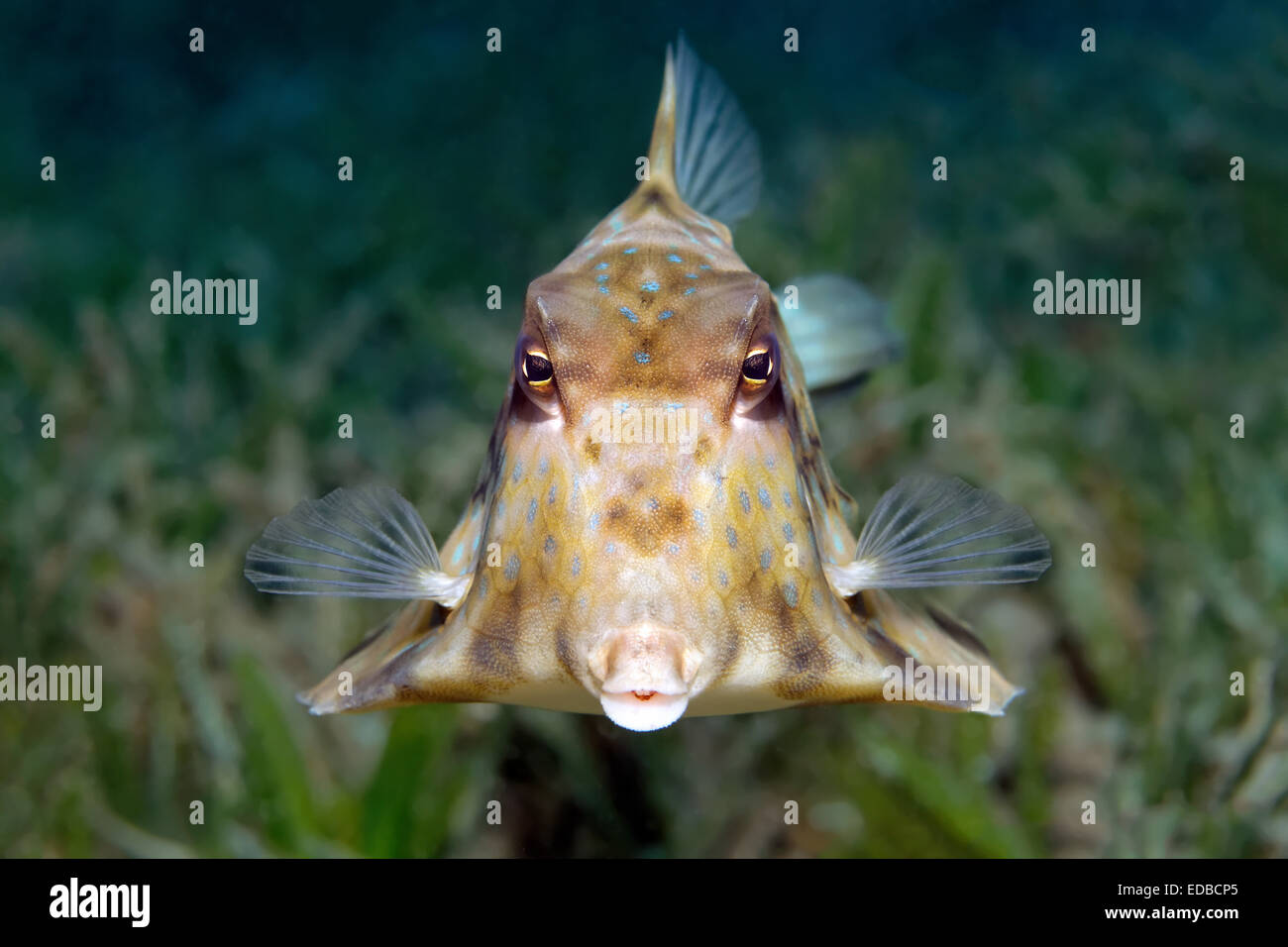 Turretfish hi-res stock photography and images - Alamy