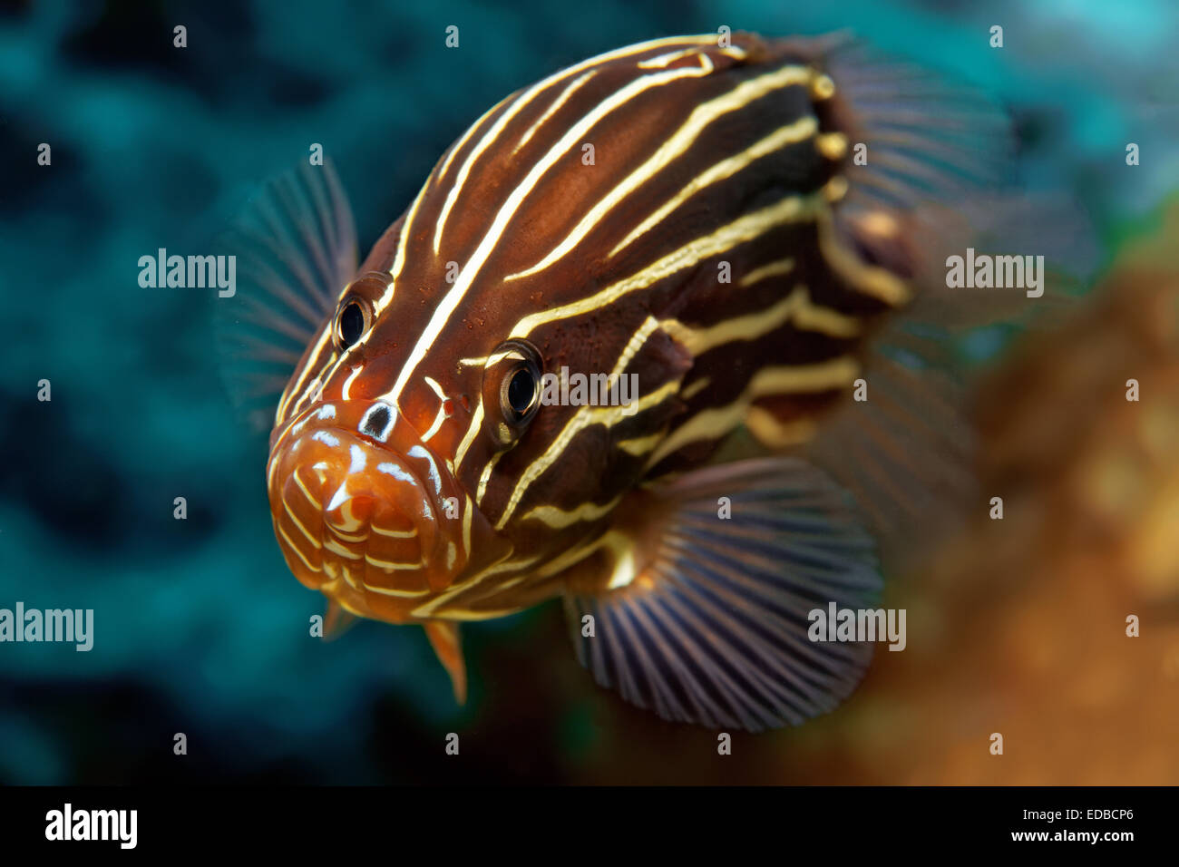 Sexlineatus hi-res stock photography and images - Alamy