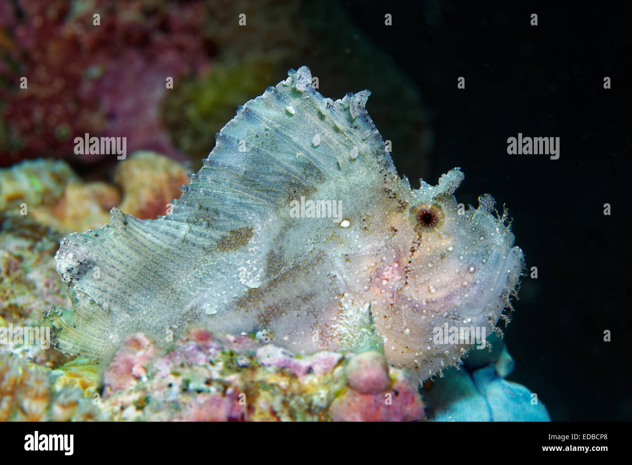 Leaf scorpionfish (Taenianotus triacanthus), Great Barrier Reef ...