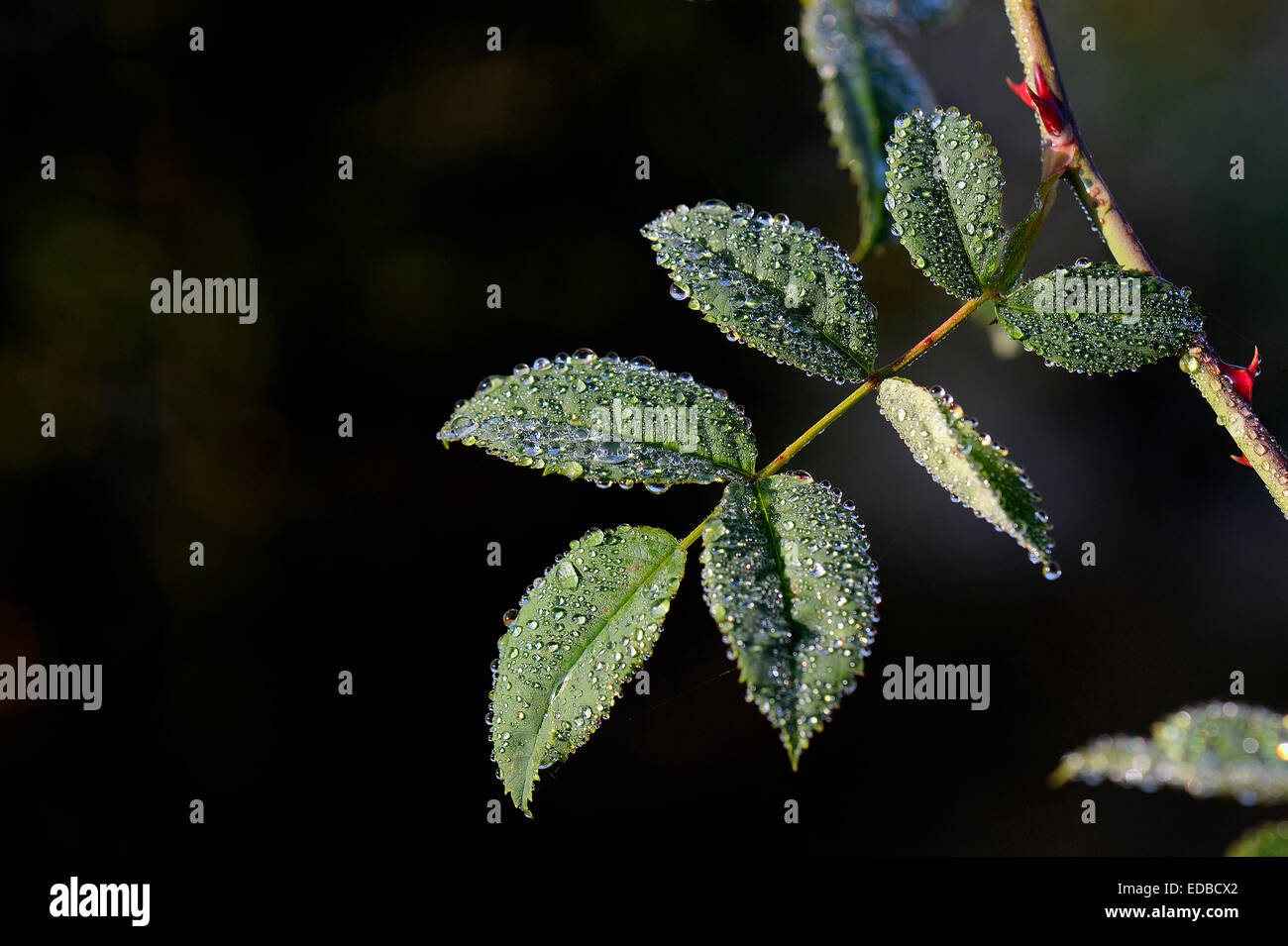 Leaves of a Dog Rose (Rosa canina) covered with dew drops, North Rhine ...