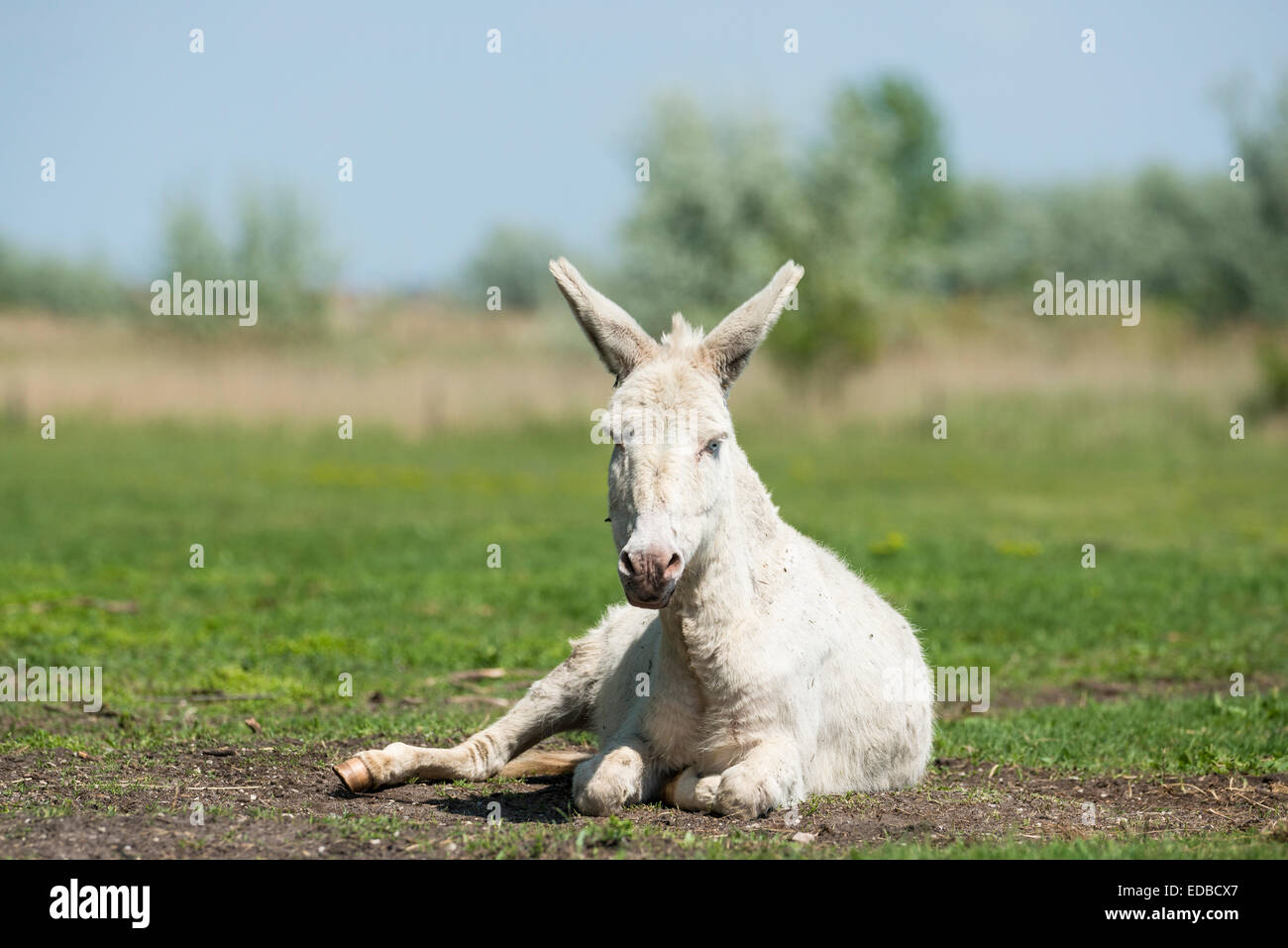 Austria hungarian white donkey hi-res stock photography and images - Alamy
