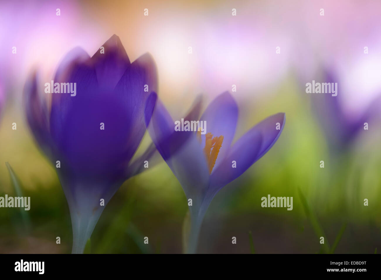 Early Crocus (Crocus tommasinianus Stock Photo - Alamy