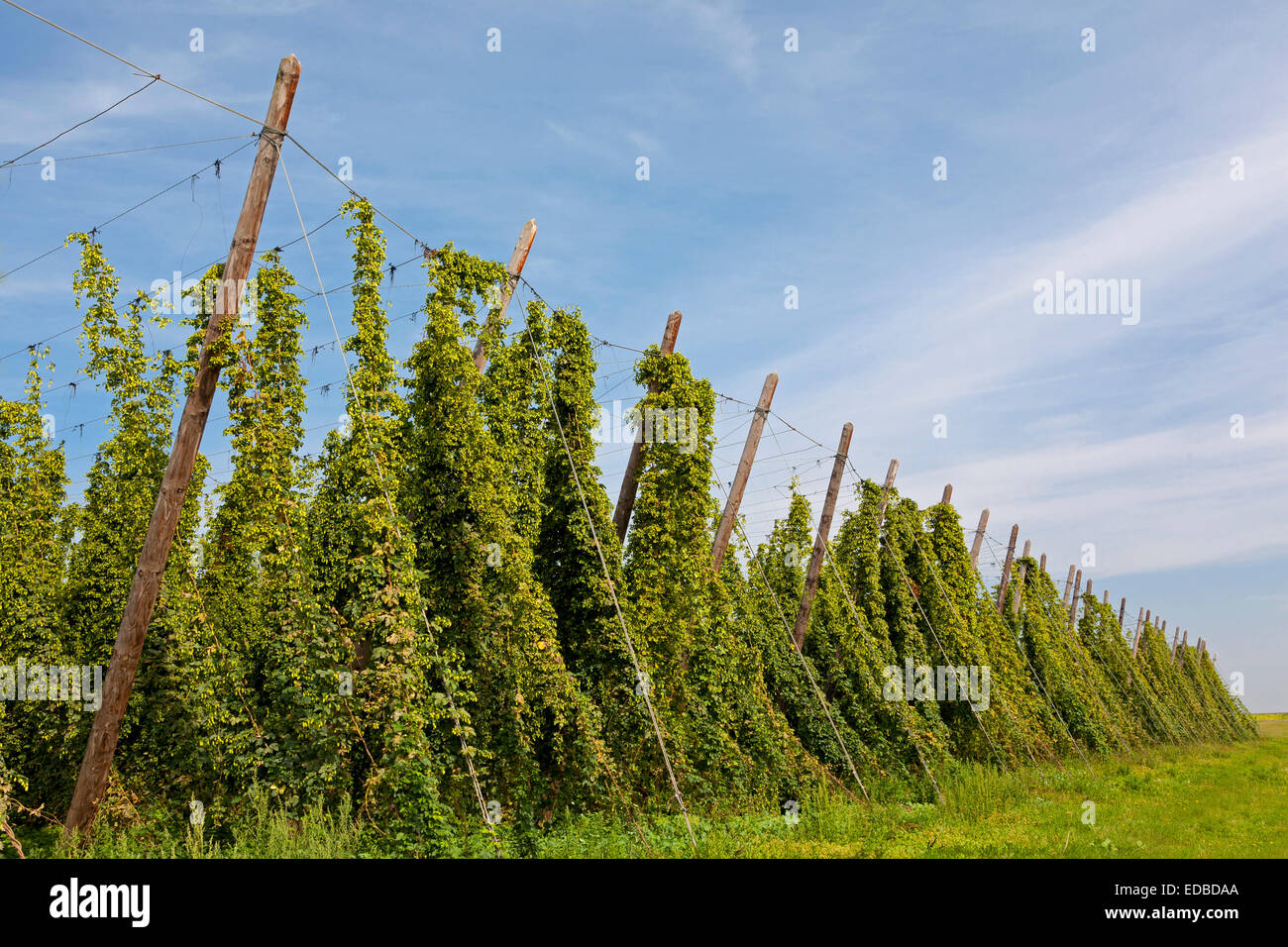 Hop field, hops (Humulus), Alsace, France Stock Photo - Alamy