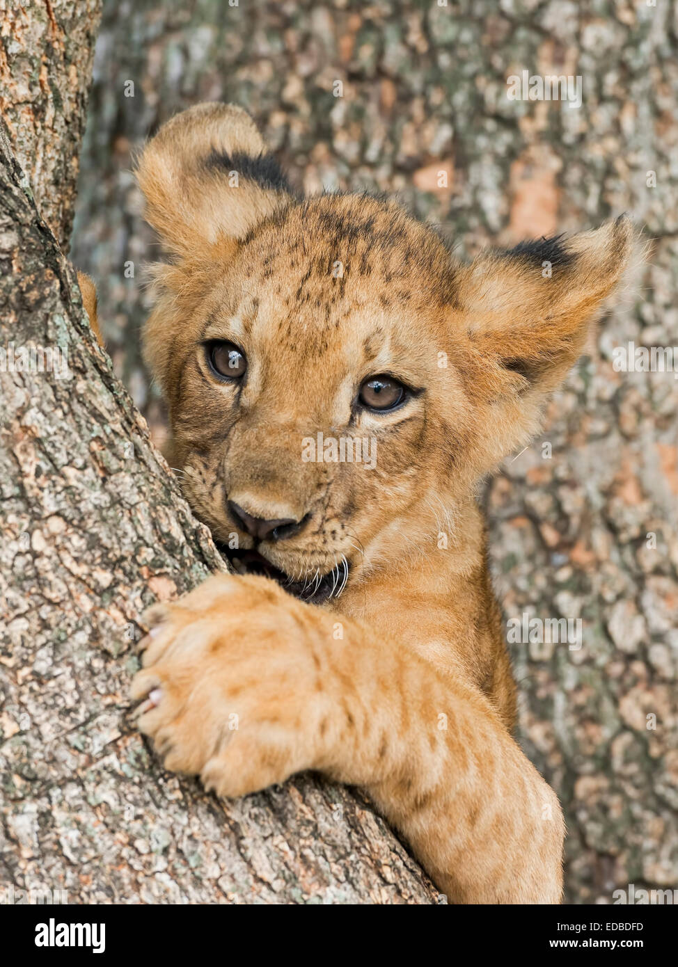 Captive lion hi-res stock photography and images - Alamy