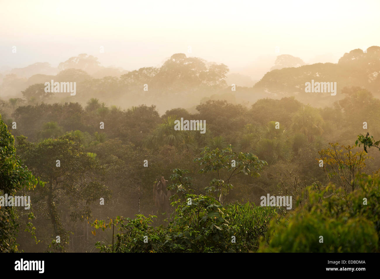 Rainforest Treetops High Resolution Stock Photography and Images - Alamy