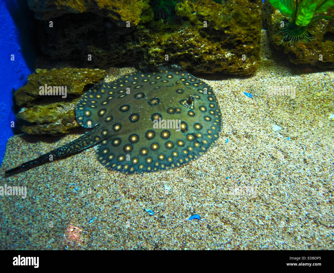 Ray Grey High Resolution Stock Photography and Images - Alamy