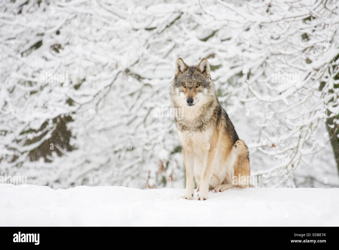 Sitting wolf hi-res stock photography and images - Alamy