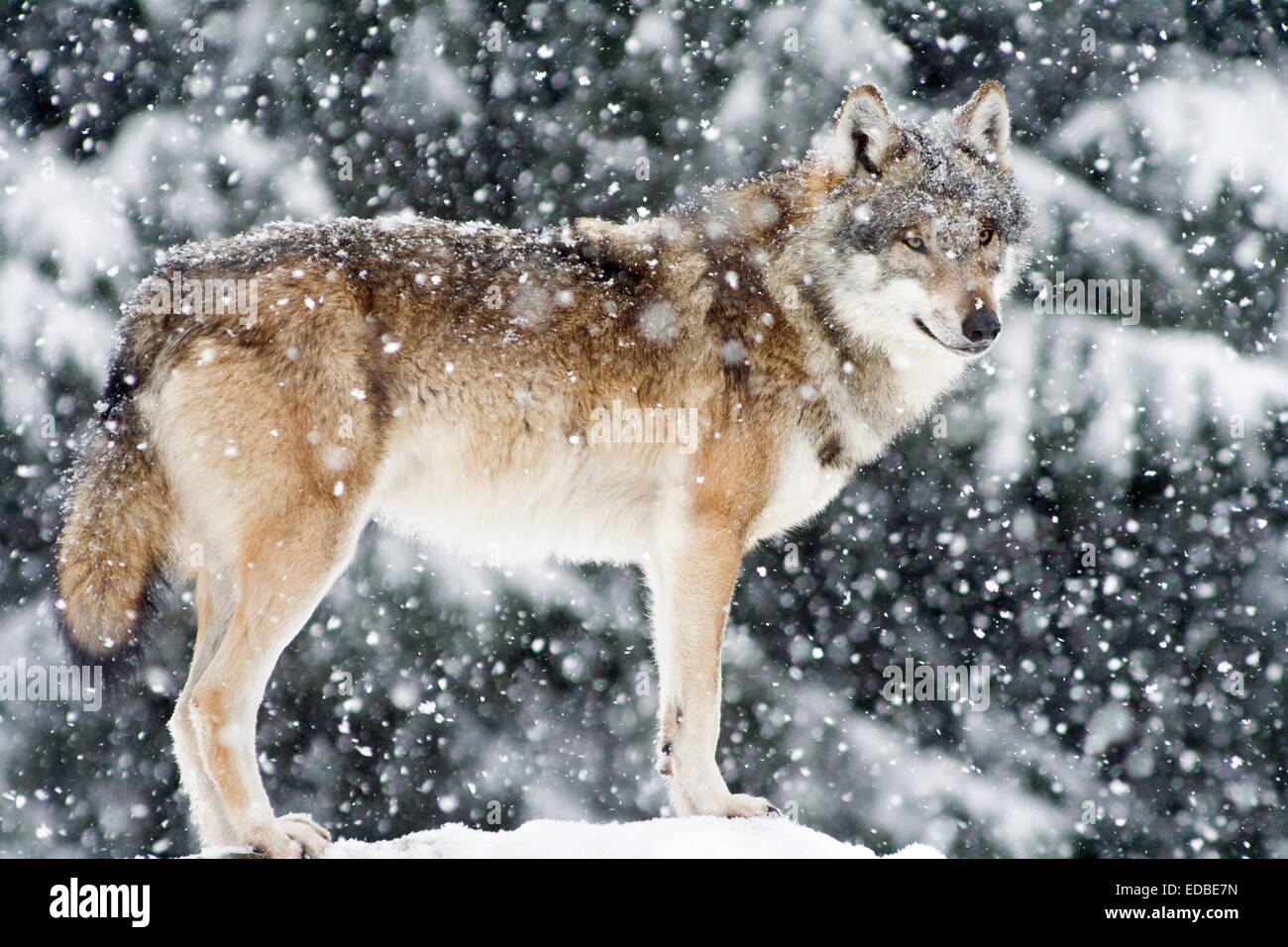 Standing Wolf (Canis lupus) in the falling snow, captive, Germany Stock ...