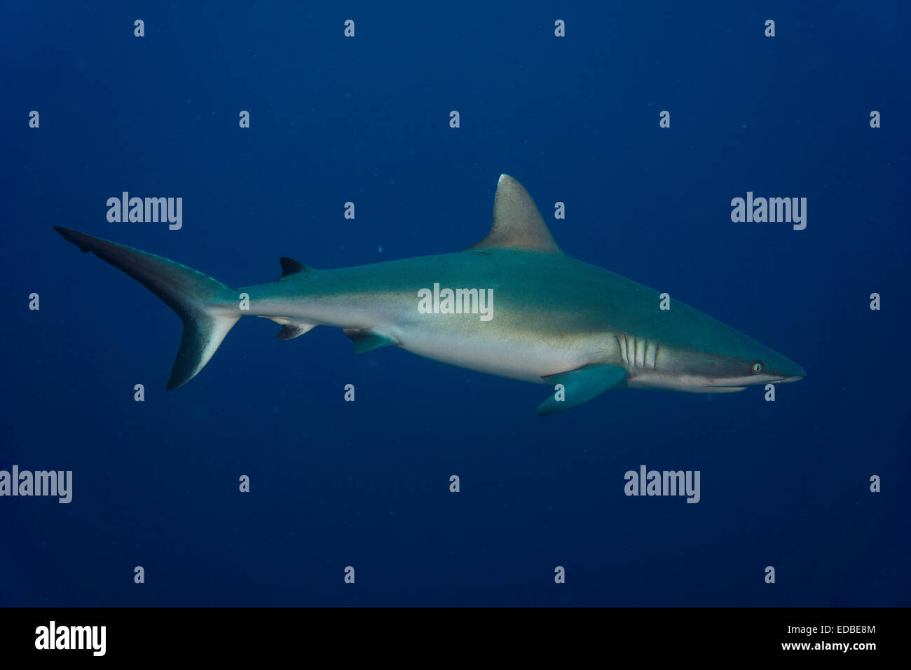 Grey Reef Shark (Carcharhinus amblyrhynchos), Pacific Ocean, Palau ...