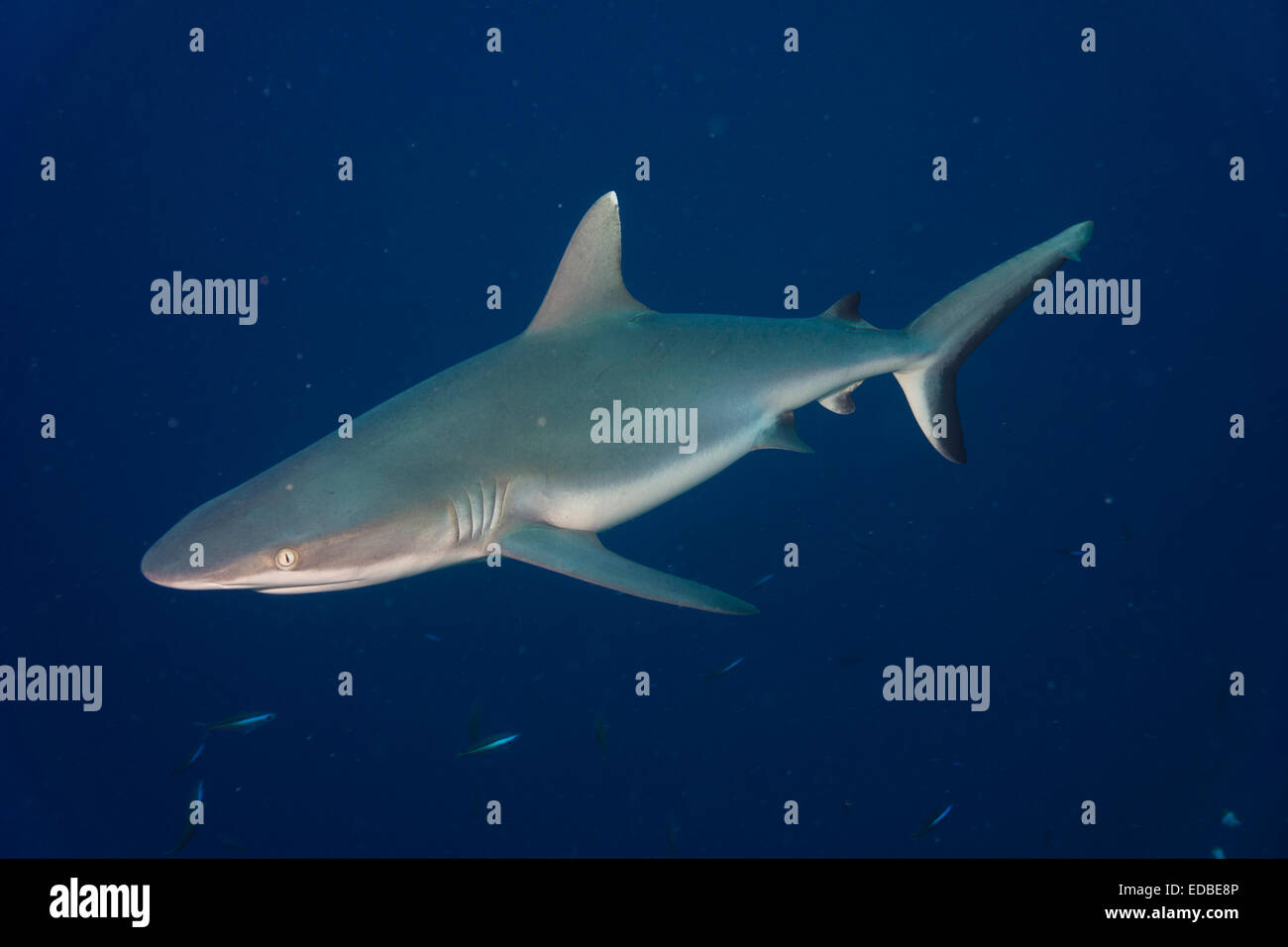 Grey Reef Shark (Carcharhinus amblyrhynchos), Pacific Ocean, Palau ...