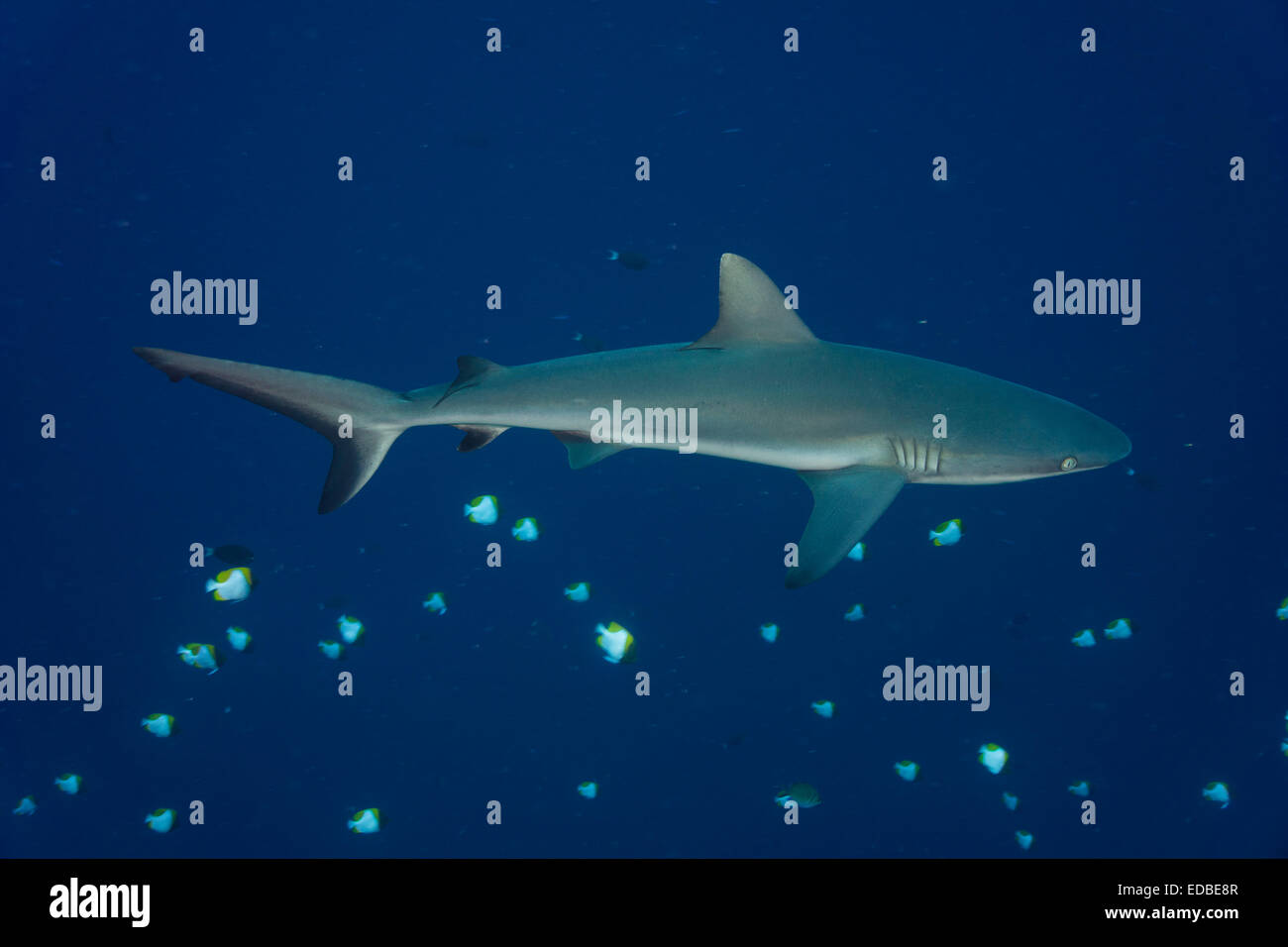 Grey Reef Shark (Carcharhinus amblyrhynchos), Pacific Ocean, Palau ...