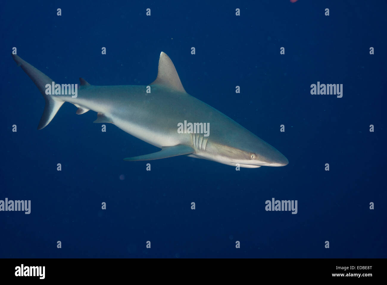 Grey Reef Shark (Carcharhinus amblyrhynchos), Pacific Ocean, Palau ...